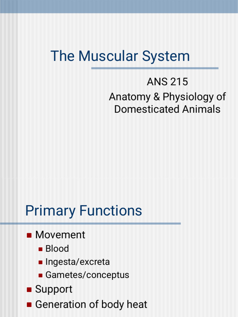 Muscular System of Domesticated Animals | PDF | Skeletal Muscle ...
