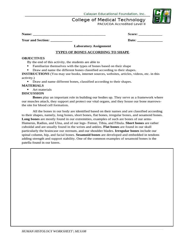 Histology Worksheet Part 3 | PDF | Bone | Musculoskeletal System