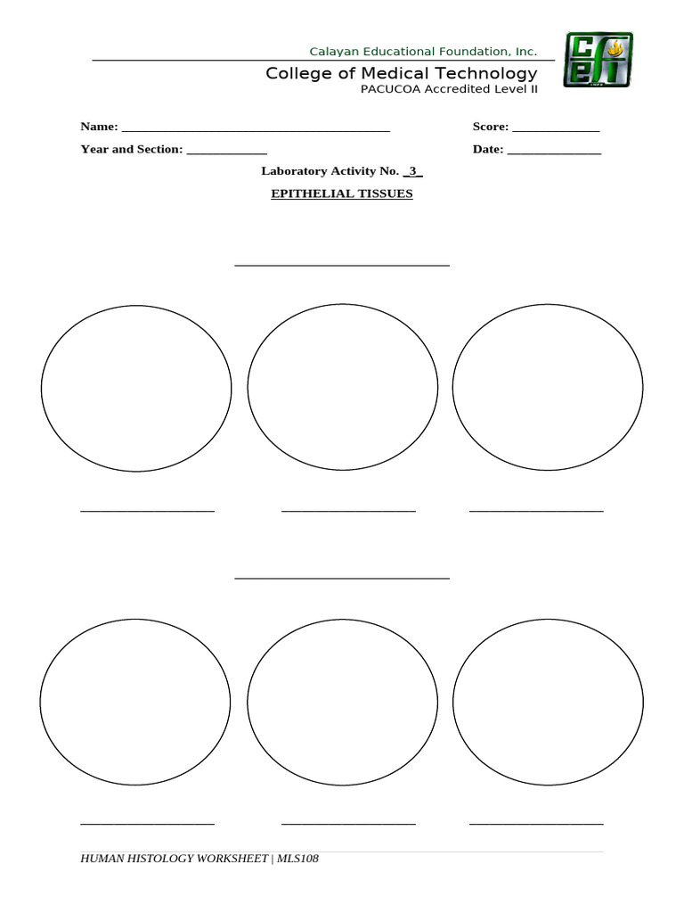 New Heading Histology Worksheet Part 4 | PDF | Histology