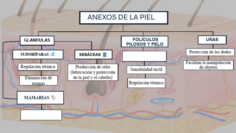 Mapa Conceptual de Los Anexos de La Piel | PDF