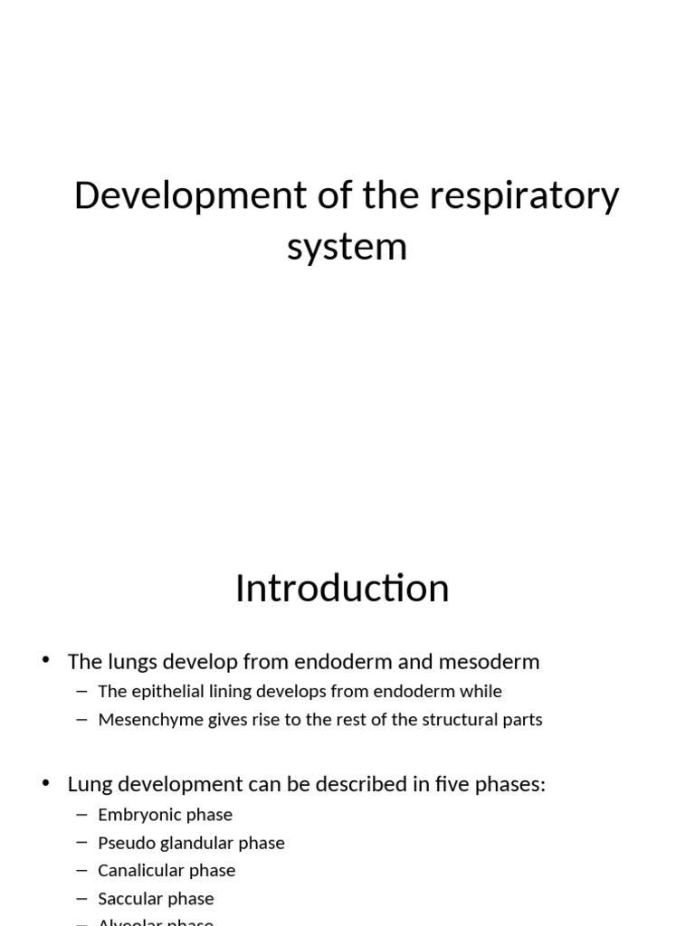 Phases of Lung Development Explained | PDF | Lung | Anatomy