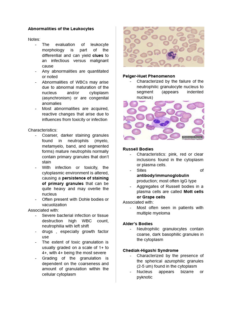 Leukocyte Abnormalities Overview | PDF | Granulocyte | White Blood Cell