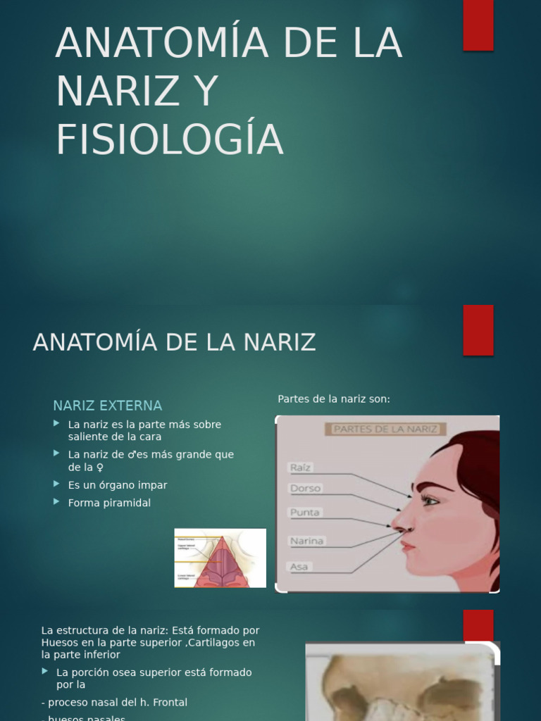 Fisiologia y Anatomia Nariz | PDF | Nariz humana | Sistema respiratorio