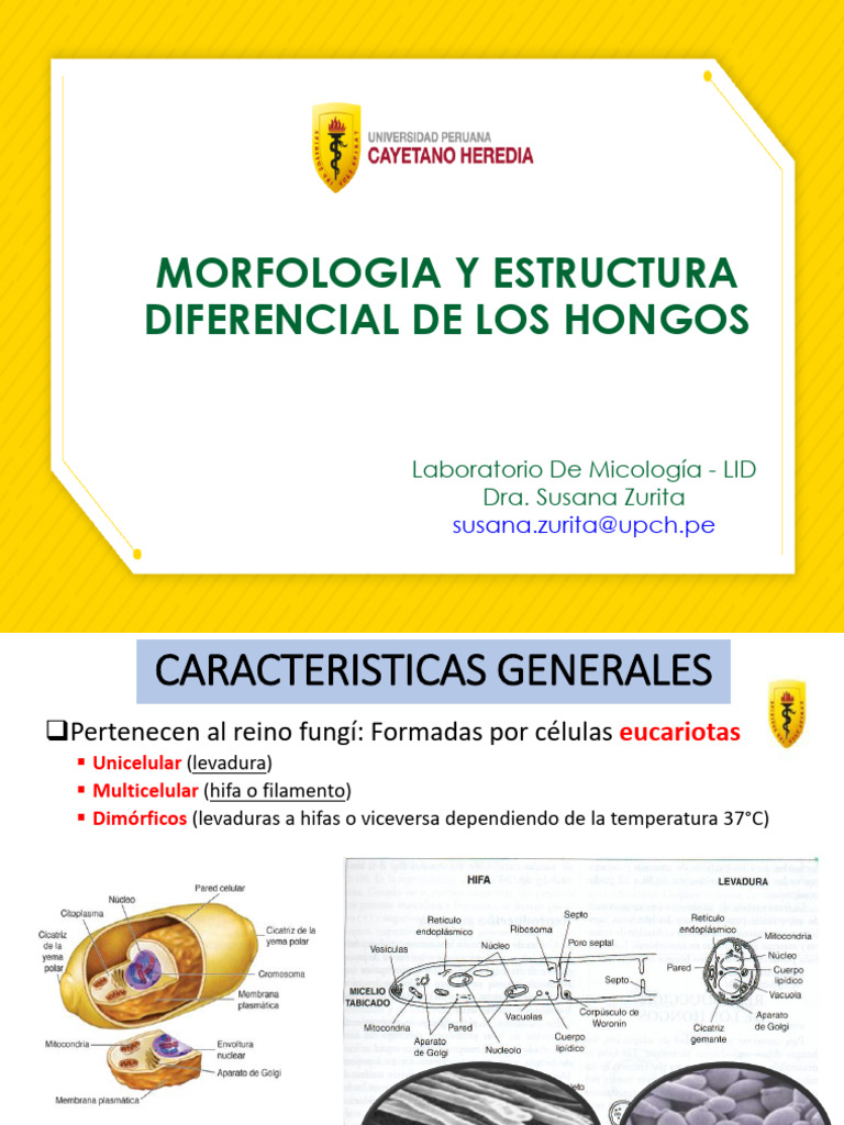 Morfología y Estructura de Hongos | PDF | Metabolismo | Hongo