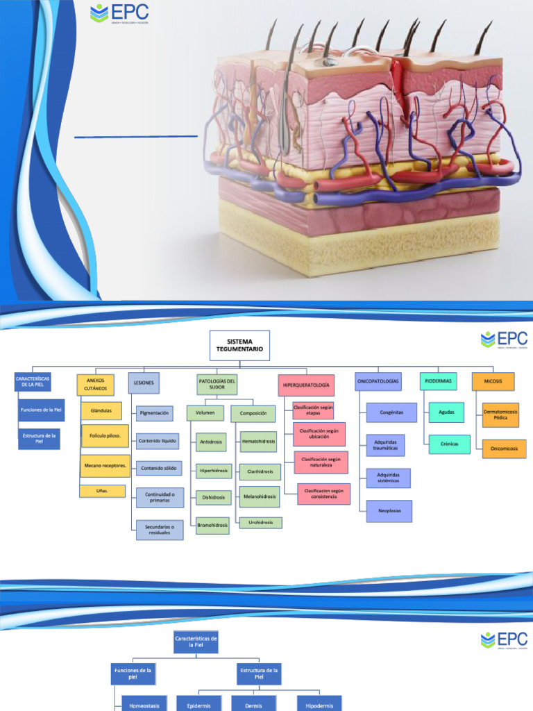 DERMATOLOG-A REPASO 2025publicar | PDF | Piel | Clavo (anatomía)