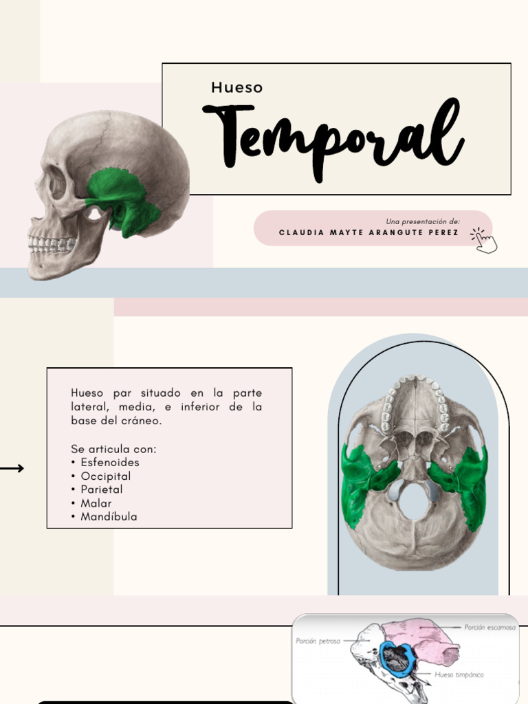 Hueso Temporal | PDF | Anatomía humana | Cabeza y cuello humanos