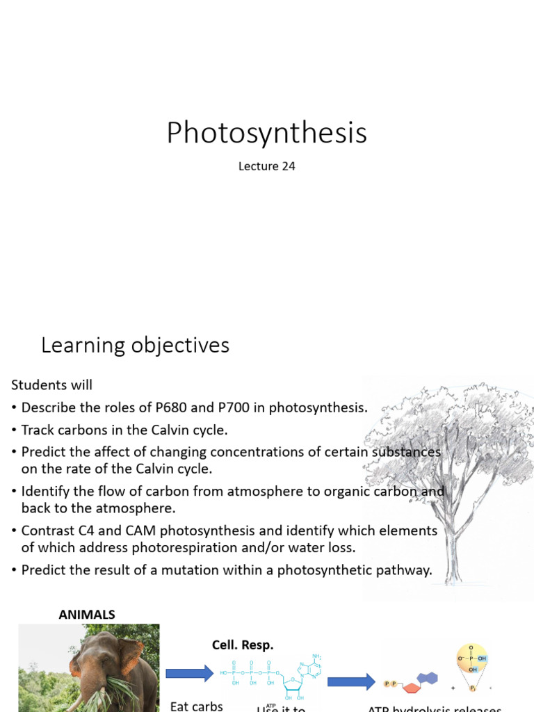 Biol113 Lec 24 Photosynthesis S | PDF | Photosynthesis | Stoma