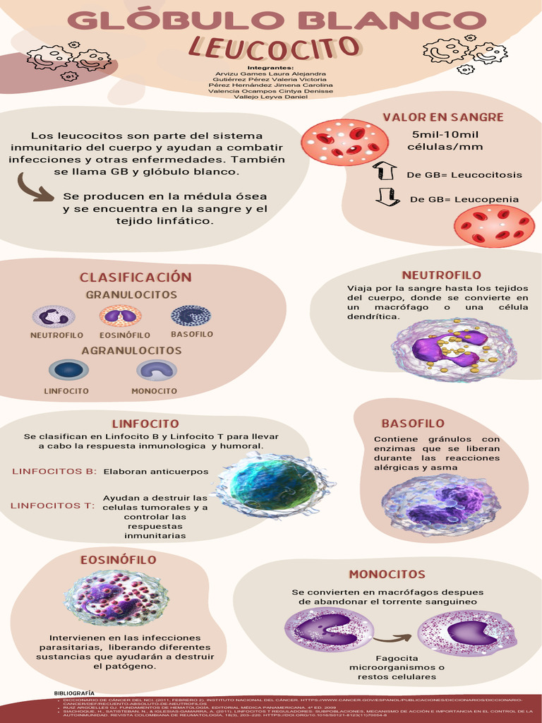 Infografia Hemato | PDF | Leucocito | Sistema inmune