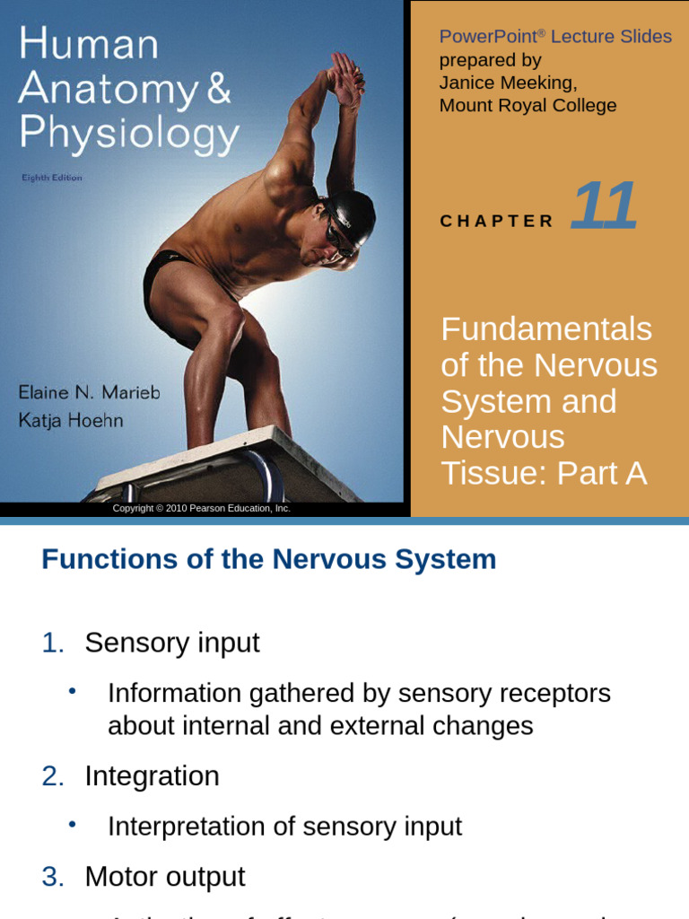 CH 11 Lecture Outline A | PDF | Axon | Motor Neuron