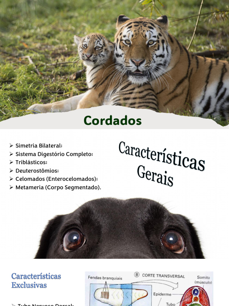 Características e Classificação dos Cordados | PDF | Vertebrados | Zoologia