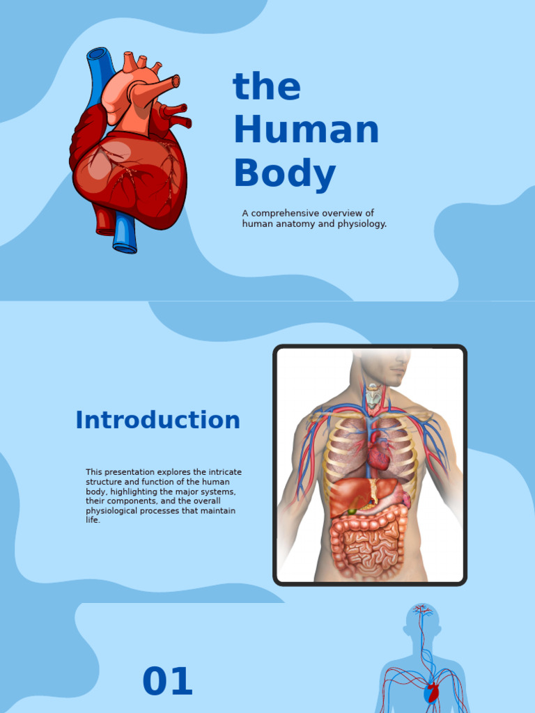 Human Anatomy and Physiology Overview | PDF | Human Body | Tissue (Biology)