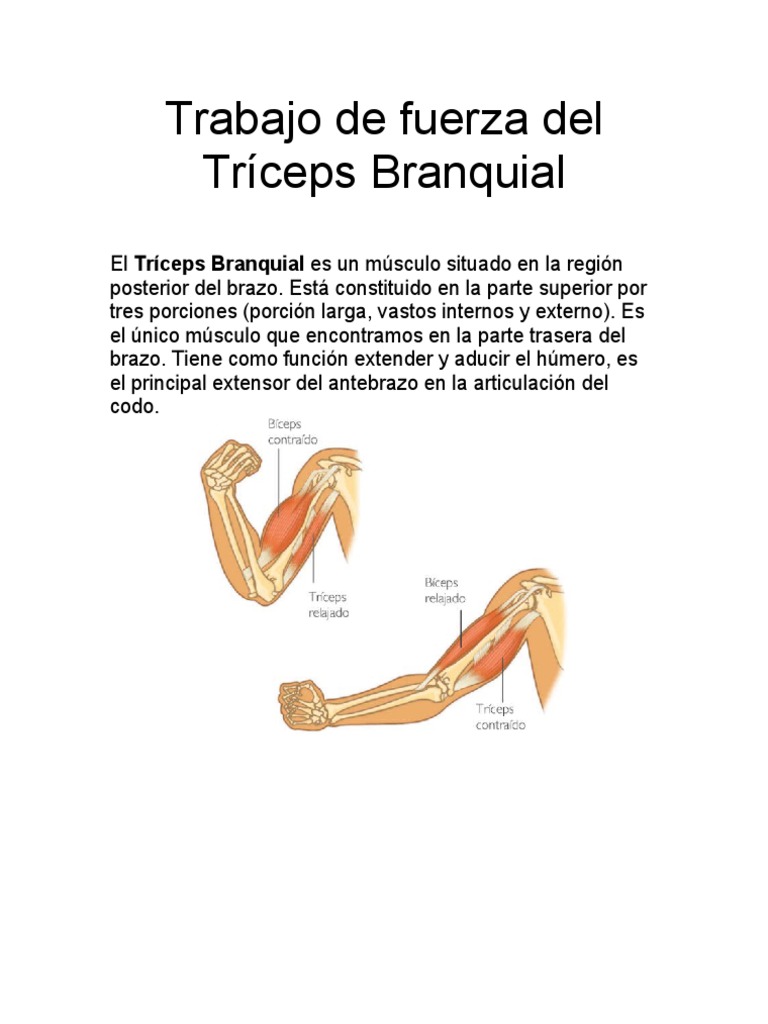 Trabajo de Fuerza Del Tríceps Branquial | PDF
