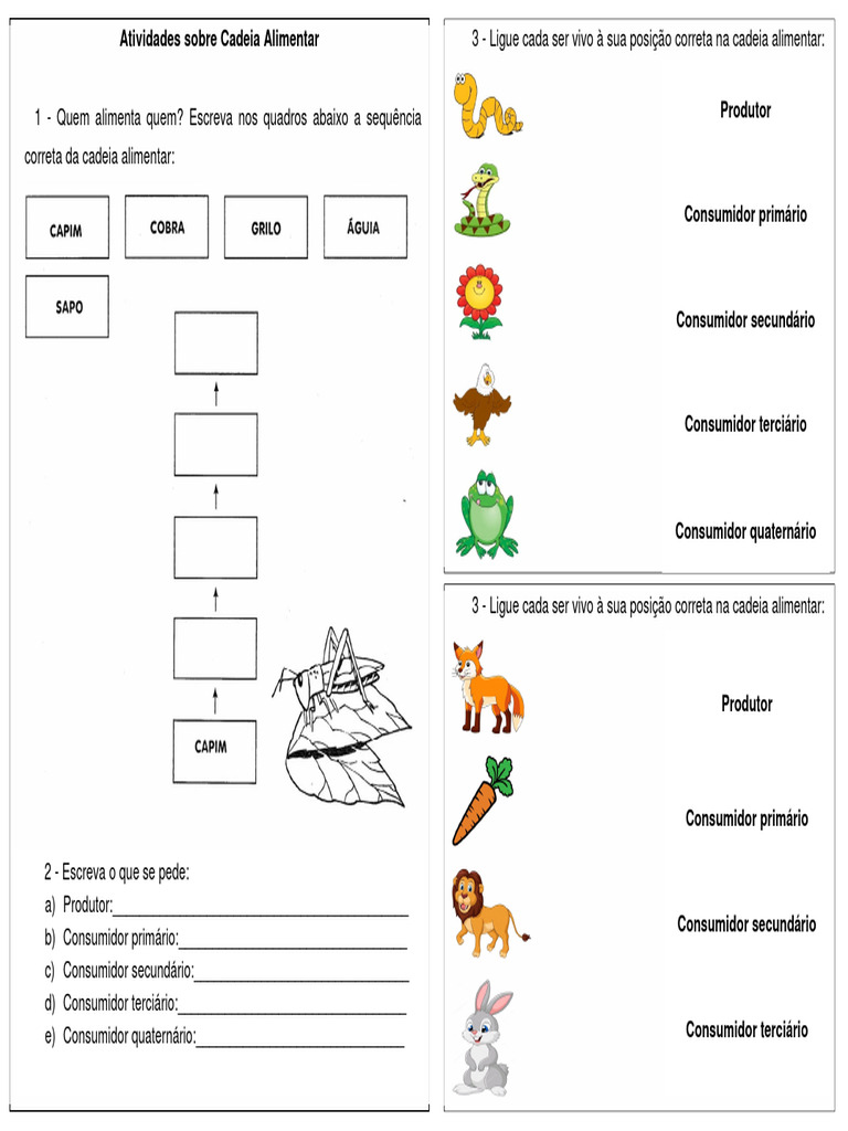 Atividade Sobre Cadeia Alimentar | PDF