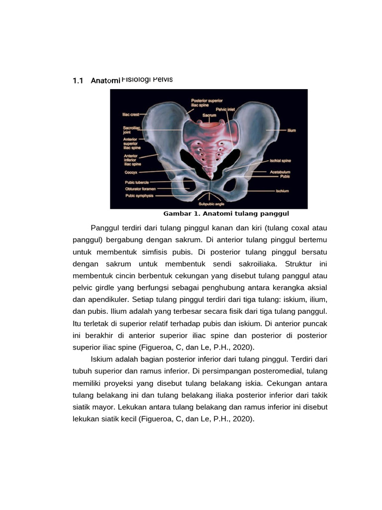 LP FRAKTUR PELVIS AMEL | PDF