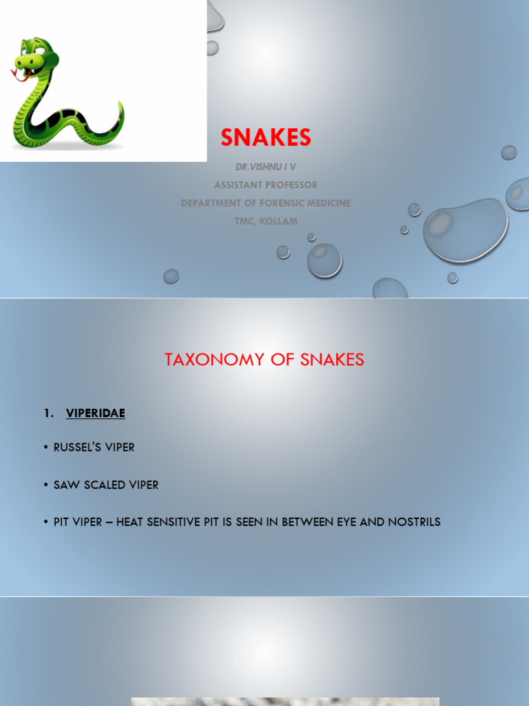 Snakes 2019 | PDF | Snake | Venomous Snakes