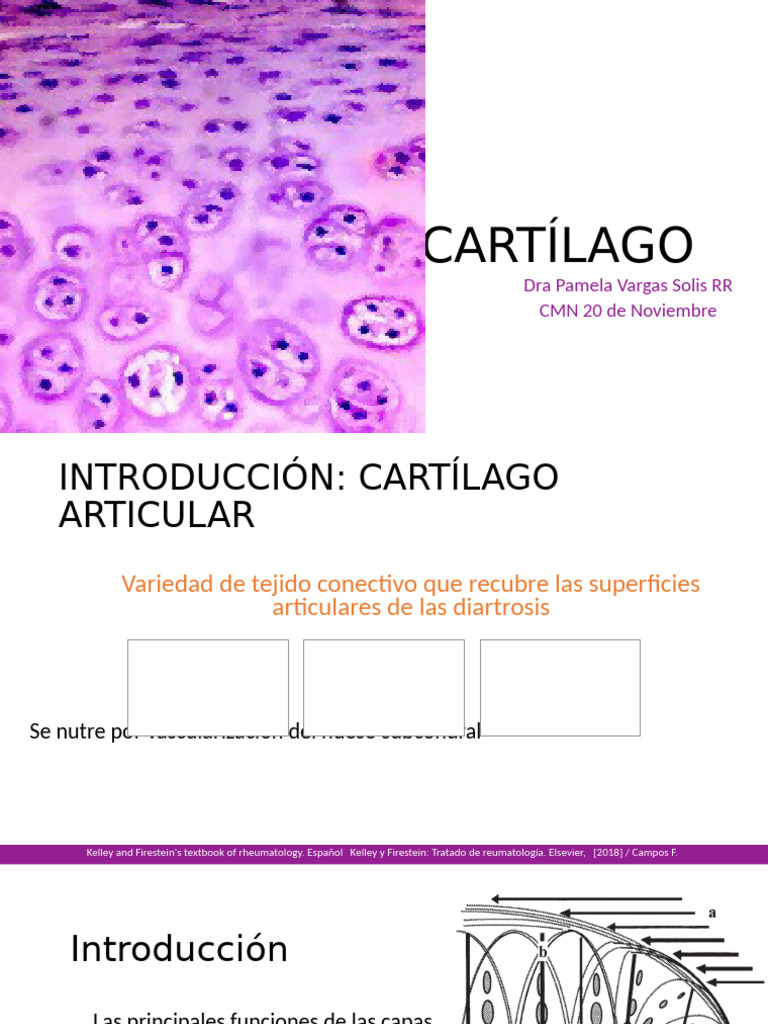 Condrocitos y su papel en el cartílago | PDF | Cartílago | Articulación