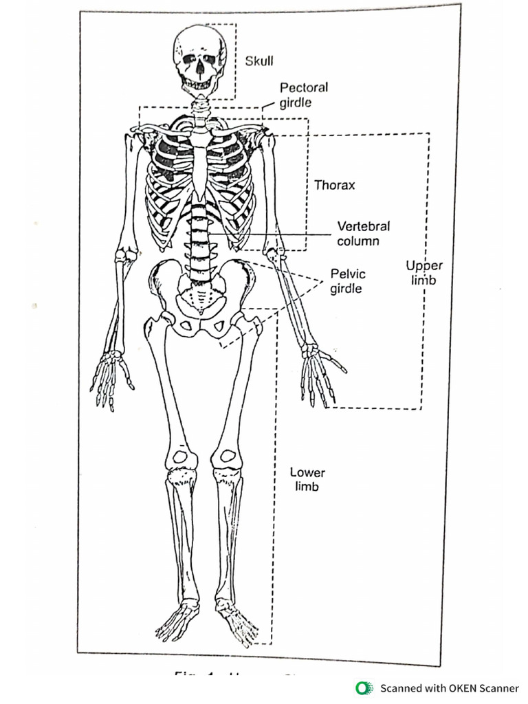 Diagrams of Skull Bones | PDF