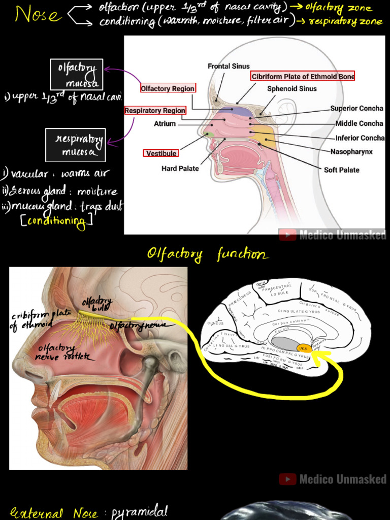 Nose and Nasal Cavity - Anatomy Respi | PDF