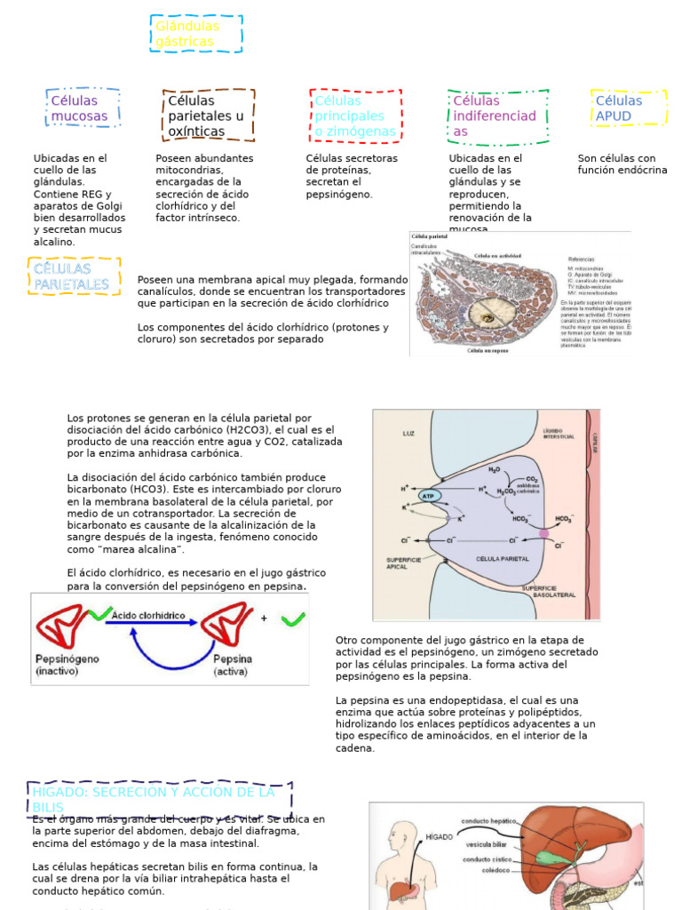 Fisiologia | PDF | Bilis | Digestión