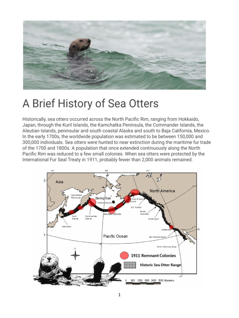 Sea Otter Evolution and History | PDF | Sea | Predation