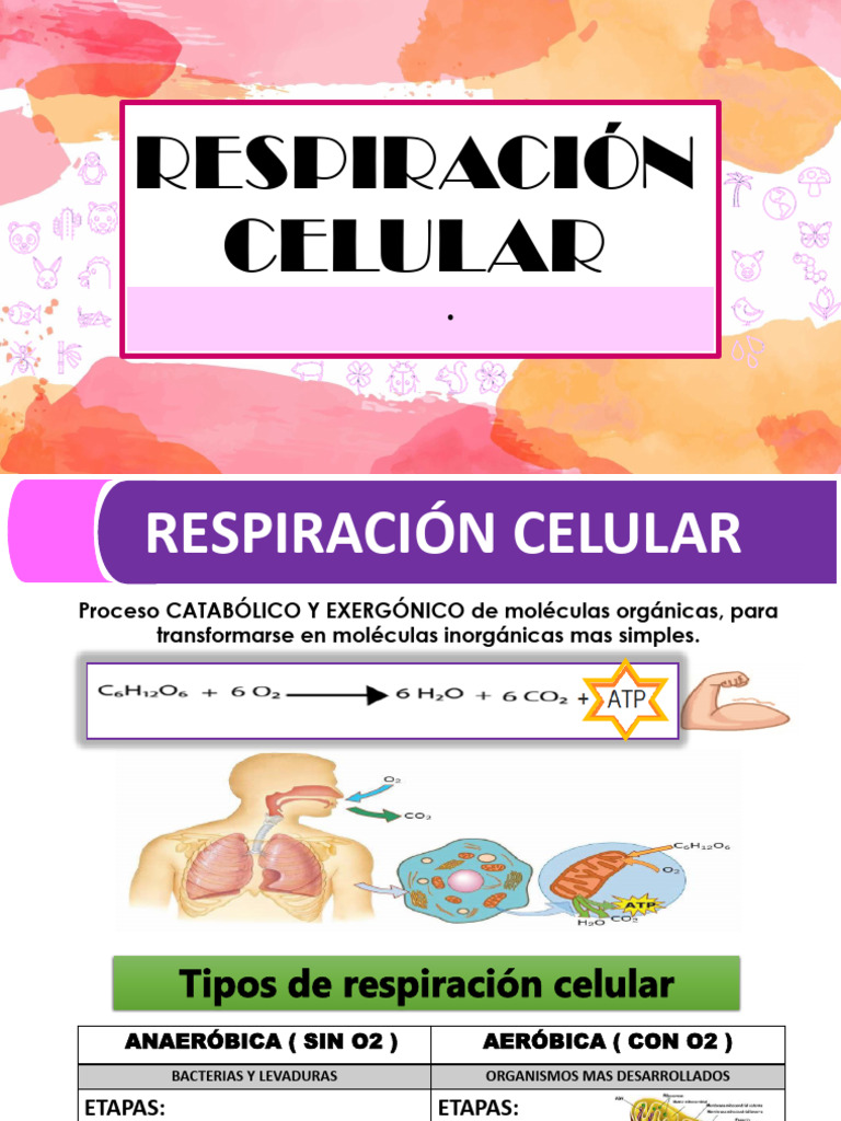 Biología Respiración Celular | PDF