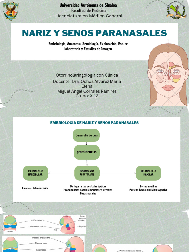 Anatomia de Nariz y Senos Paranasales Miguel Corrales | PDF | Nariz humana | Sistema esquelético