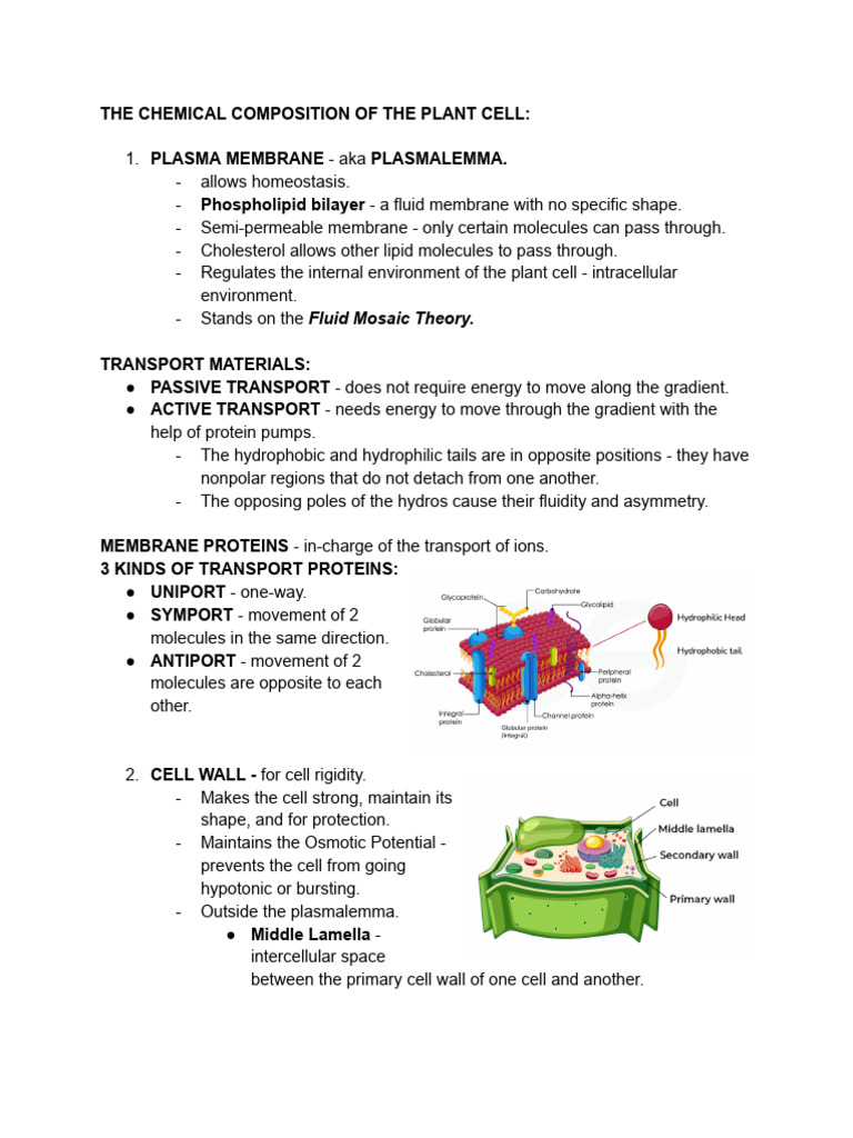 Plant Cell Chemical Composition Explained | PDF | Cell Nucleus | Cell ...