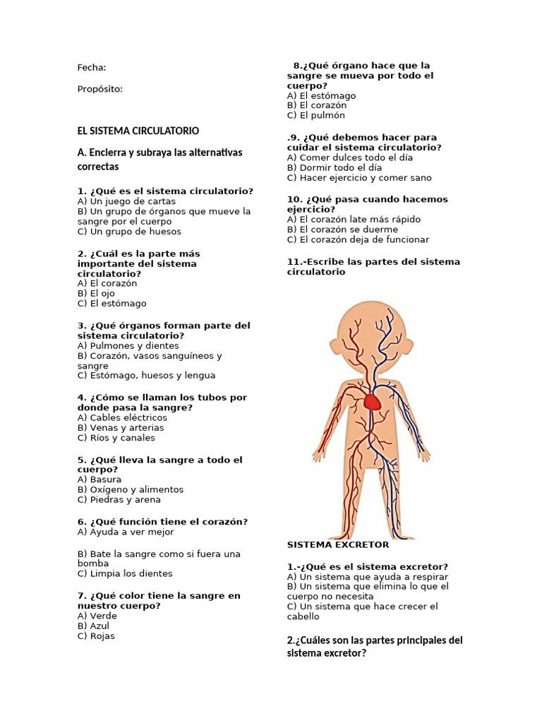 FICHA SISTEMA CIRCULATORIO Y EXCRETOR II UNIDAD SEGUNDO | PDF | Sistema urinario | Sistema ...