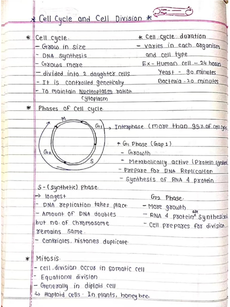Cell Cycle & Div. My Notes | PDF