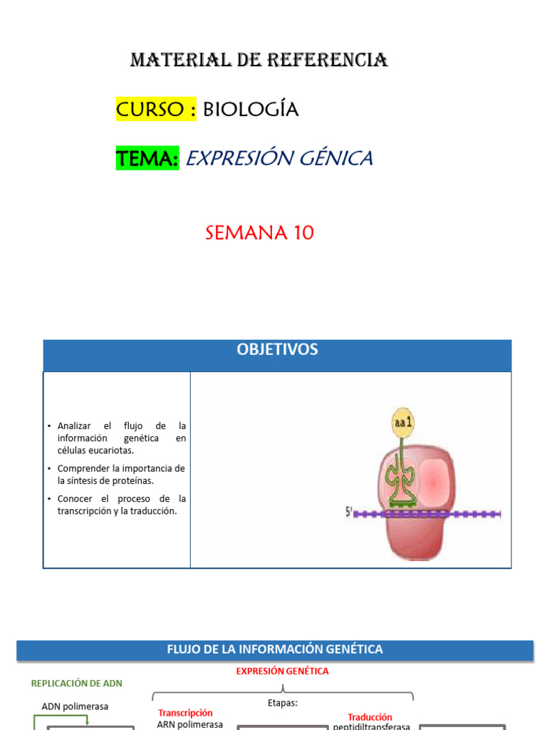 B10 | PDF | Rna | Traducción (biología)