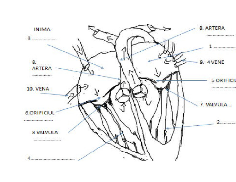 Desen Inima | PDF