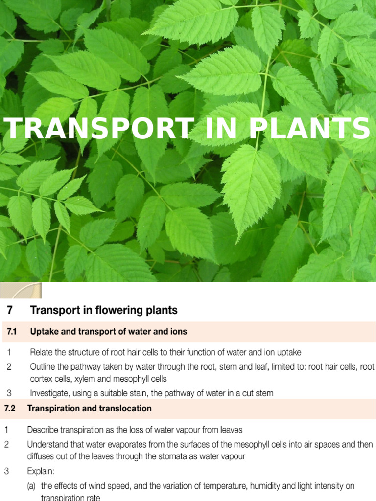 7.transport in Plants | PDF | Plant Stem | Tissue (Biology)