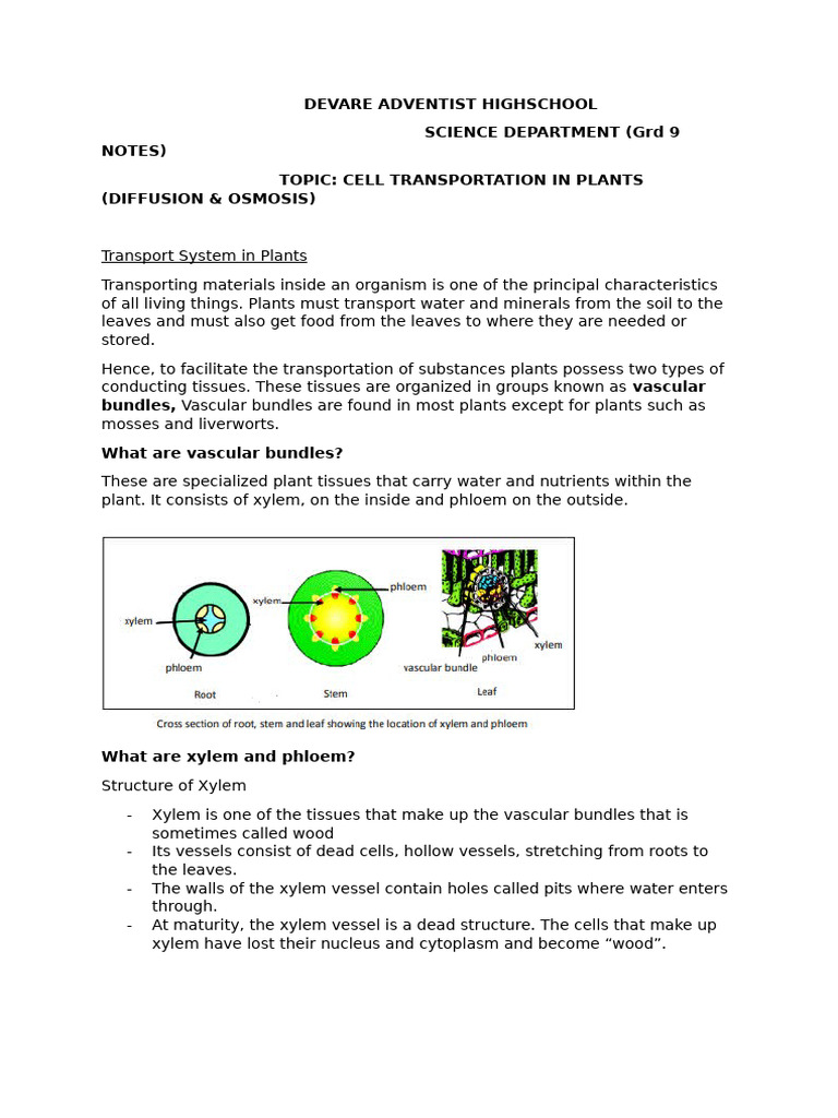Transport System in Plants - Xylem & Phloem | PDF | Tissue (Biology) | Plants