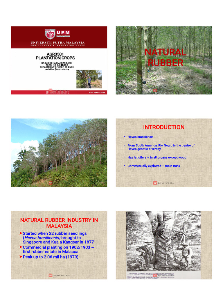 Lecture 8 Natural Rubber 1 AGR3501 | PDF | Plant Nursery | Root