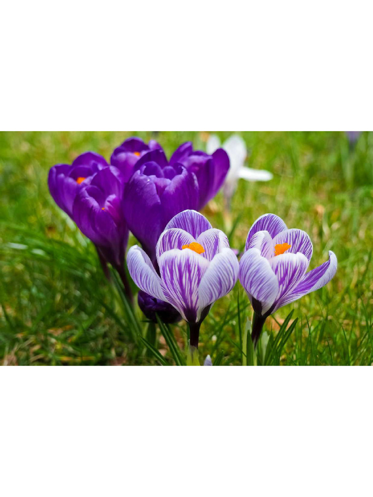 Nature Field Flowers 355663 | PDF