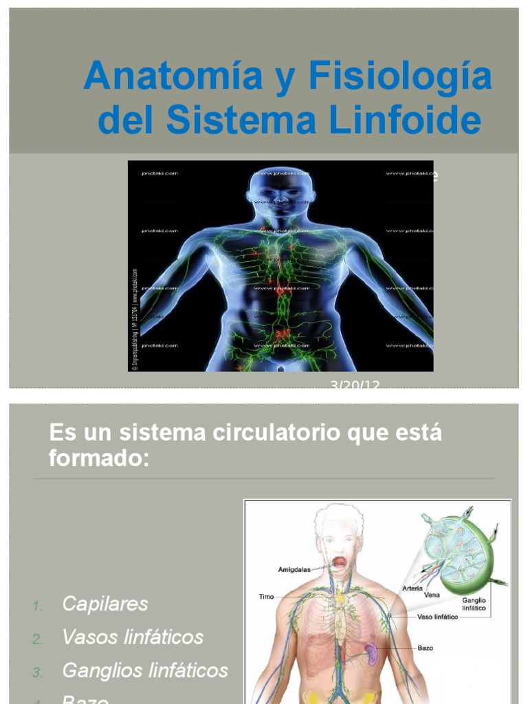 Anatomía y Fisiología Del Sistema Linfoide | PDF | Ganglio linfático ...