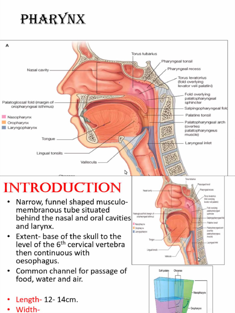 5.pharynx | PDF