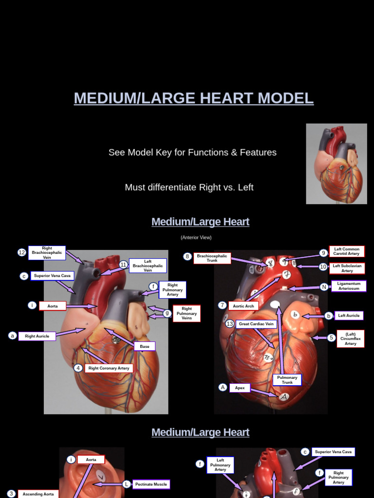 Med Large Heart Model | PDF | Heart Valve | Heart