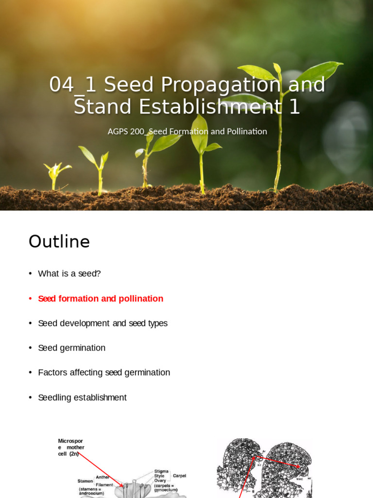 04 - 2 Seed Propgation and Stand Establishment - Seed Formation and ...