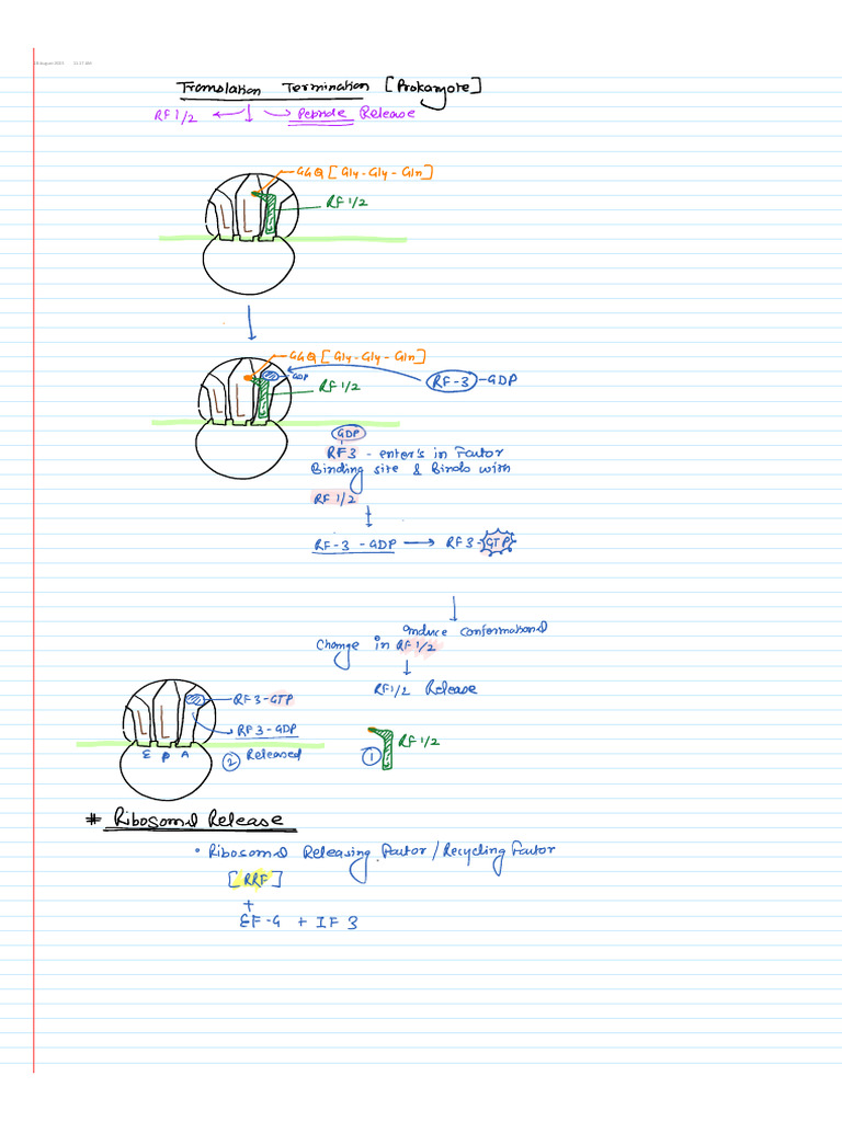 MOLECULAR BIOLOGY L12 Eukaryotic Translation | PDF