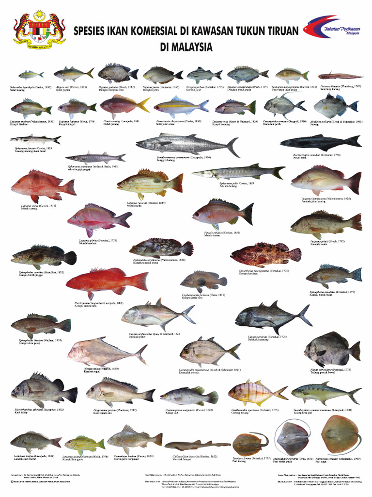 Poster Ikan Kawasan Tukun Tiruan Di Malaysia | PDF