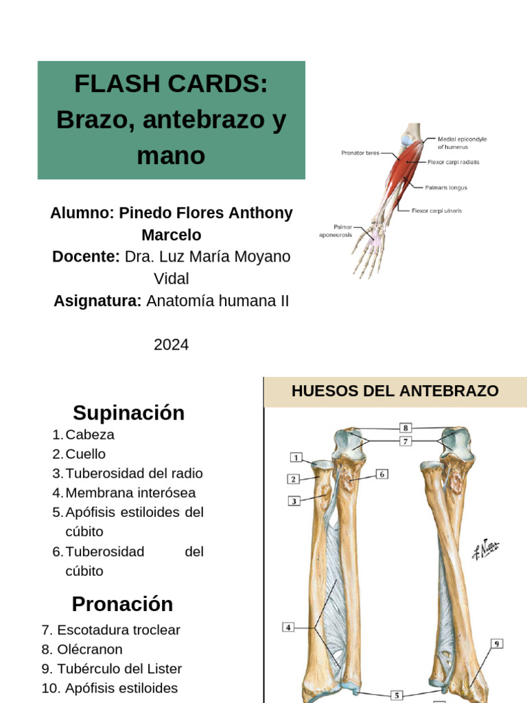 Flash Cards Pinedo Flores Anthony | PDF | Mano | Anatomía humana