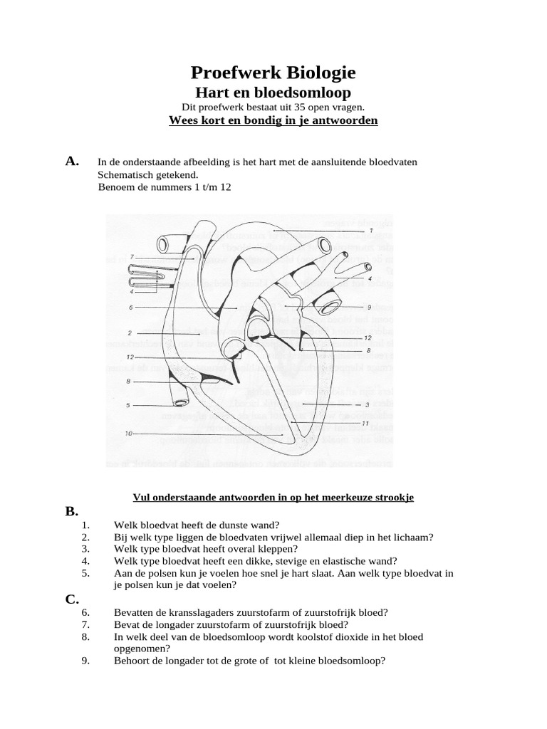 Proefwerk Biologie Bloed Open Vragen | PDF