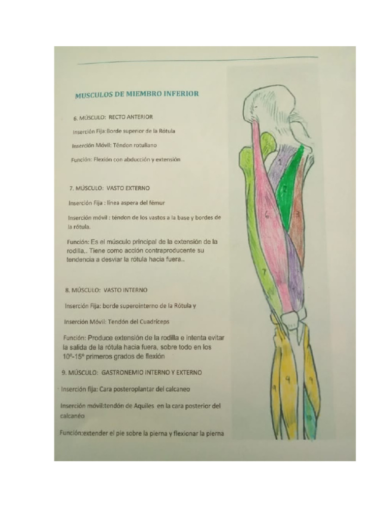 lab anatomia | PDF