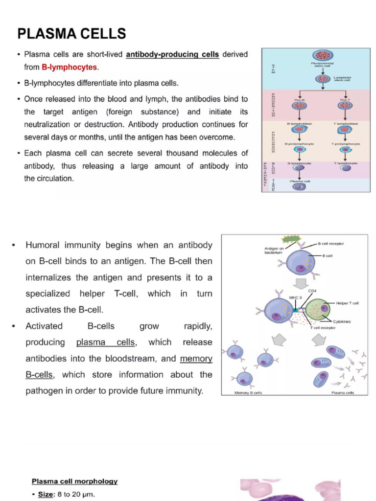 Plasma Cell Disorders | PDF
