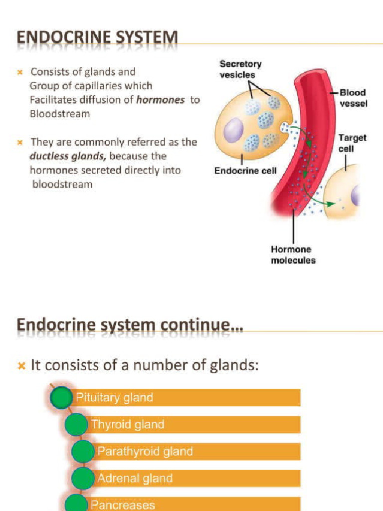 9 Endocrine System | PDF
