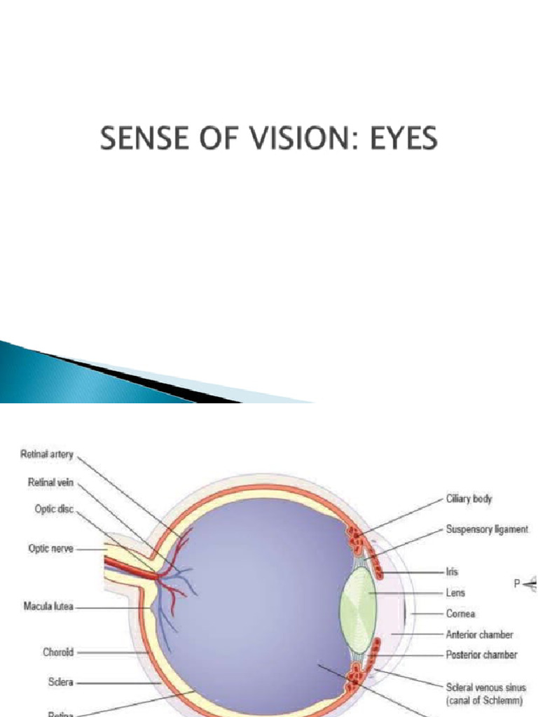 12-sense-organs | PDF