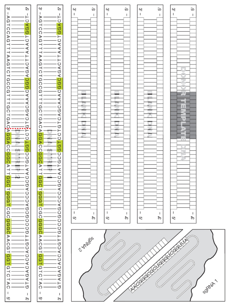 4 - CRISPR Pre-Lab DNA Strips | PDF