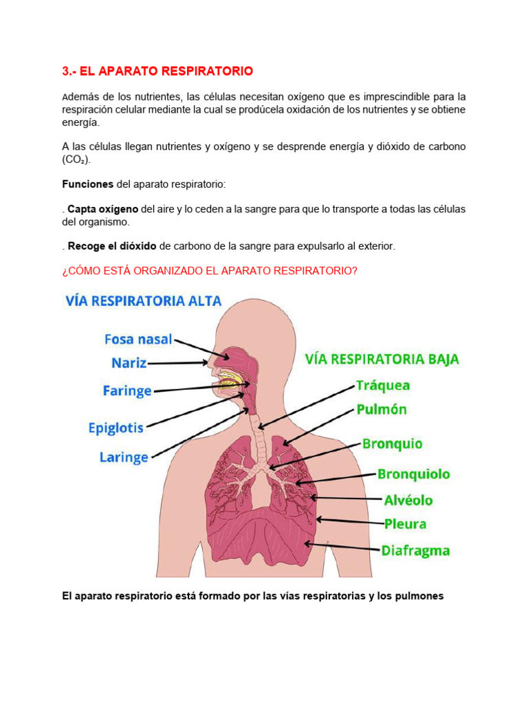 Funciones y Estructura del Aparato Respiratorio | PDF | Pulmón ...