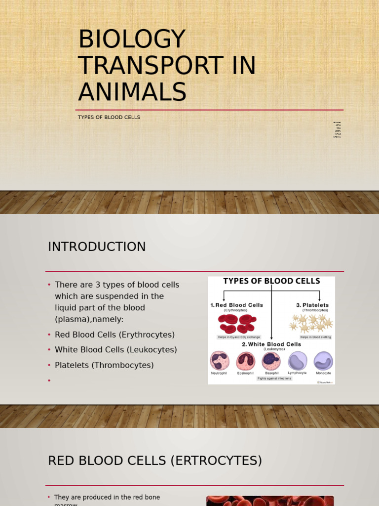 Understanding Blood Grouping in Humans | PDF | Blood Type | Coagulation